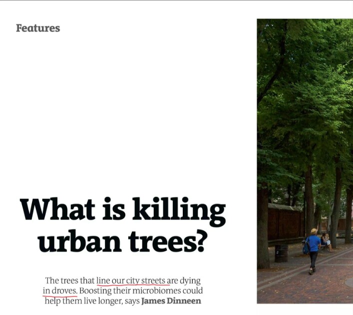 What is killing urban trees? - vocabulary of the week. - Дарья Ахремова ...